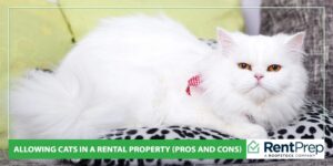 Allowing Cats In A Rental Property (pros and cons) - RentPrep