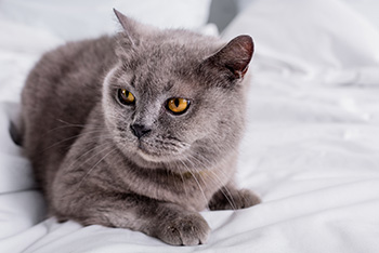 Allowing Cats In A Rental Property (pros and cons) - RentPrep