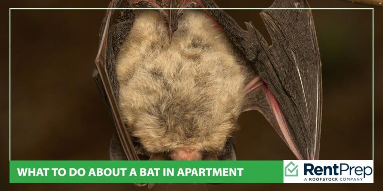What To Do About A Bat In Apartment - RentPrep